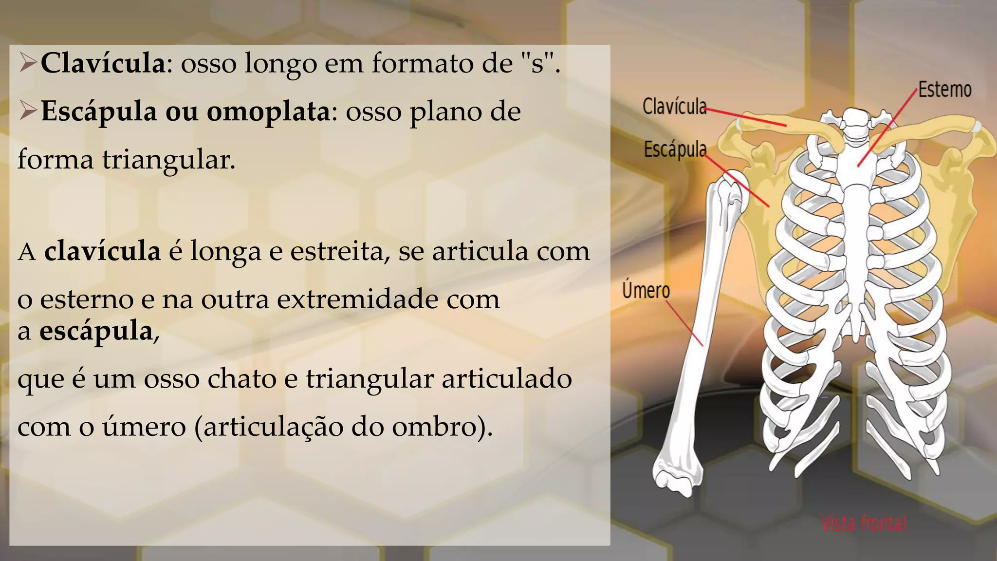 Sistema esqueletico Por Bruna Araujo | PPTX