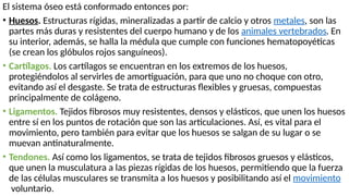 SISTEMA ESQUELETICO ANATOMIA Y FISIOLOGIA.pptx