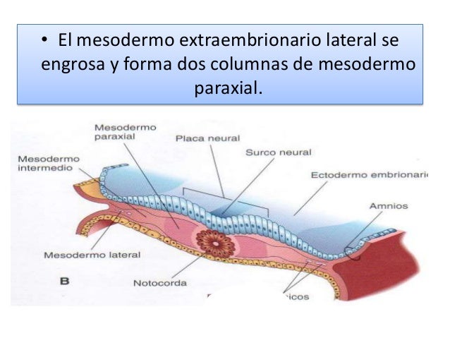 Sistema esqueletico cap 14 embriologia