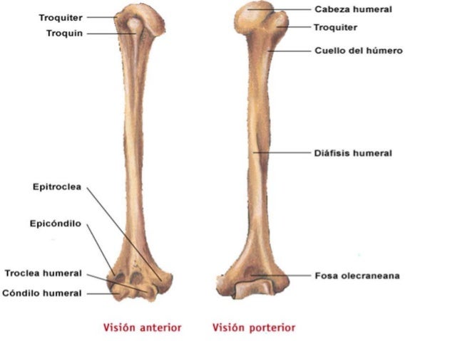 Sistema esqueletico del miembro superior