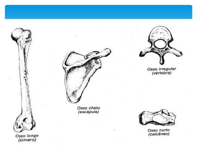 Sistema esqueletico monitoria