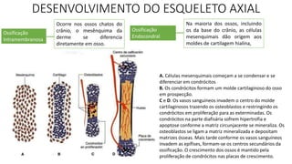 SISTEMA ESQUELETIVO- AXIAL, AULA 02.pptx