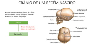 SISTEMA ESQUELETIVO- AXIAL, AULA 02.pptx
