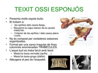 Sistema esquelètic | PPT