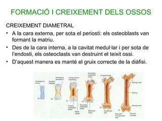 Sistema esquelètic | PPT