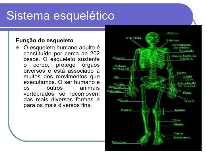 Sistema EsqueléTico