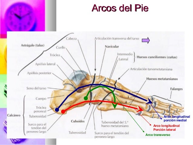 Sistema esquelético