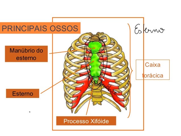 Sistema esquelético