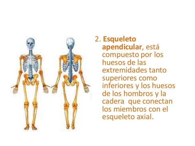 Imagenes Sistema Esqueletico