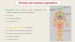 SISTEMA ESQUELÉTICO.pdf