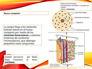 SISTEMA ESQUELÉTICO ANATOMÍA BÁSICA MOORE | PPTX