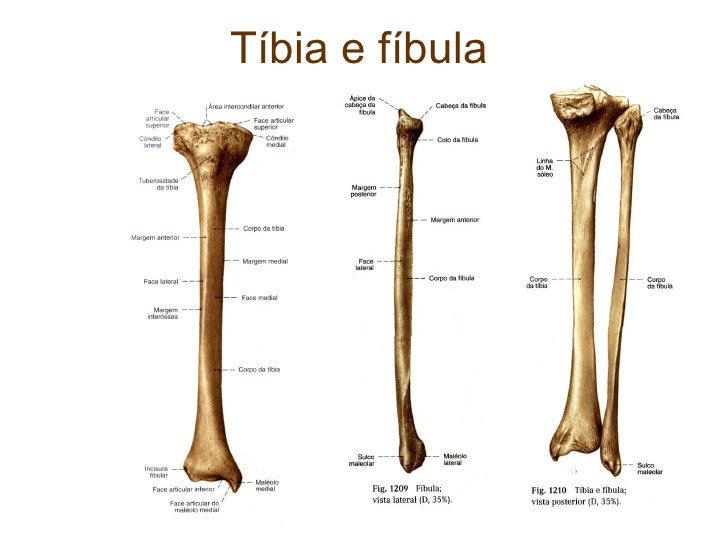 Sistema EsqueléTico 2