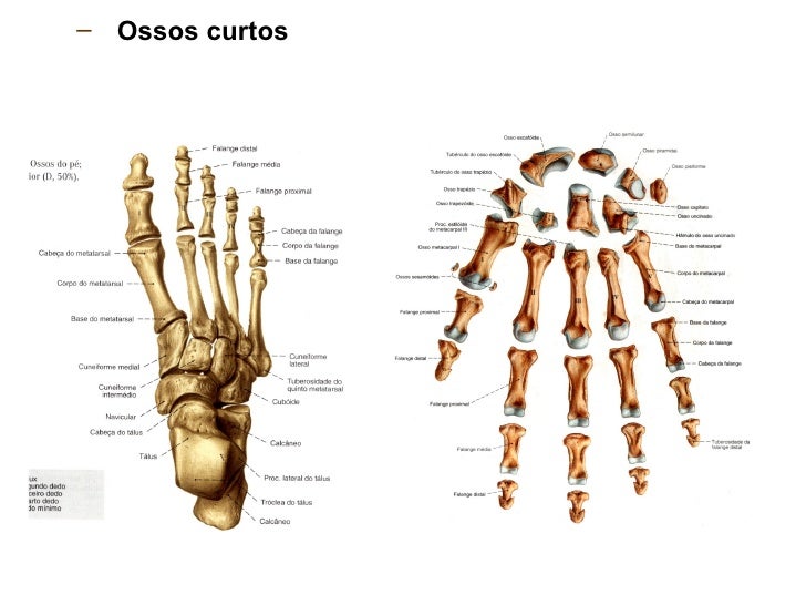 Sistema esquelético - Parte 1