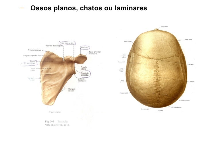Sistema EsqueléTico 2