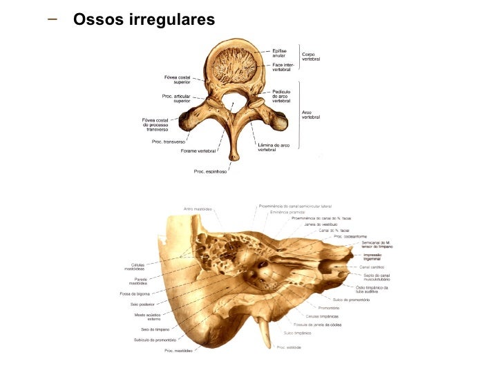 Sistema EsqueléTico 2