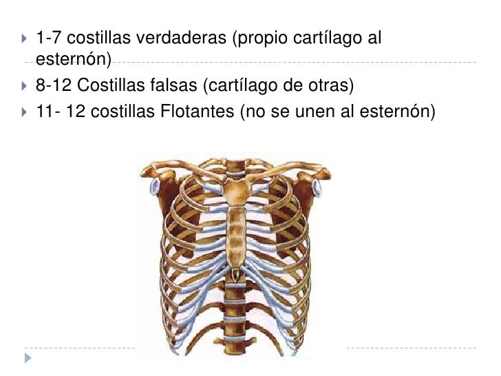 Sistema esquelético embrionario