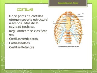 sistemaesquelticoppt-120903090923-phpapp01 (1).pptx