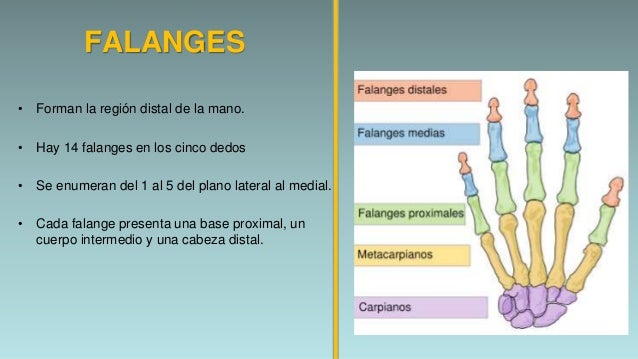 Sistema esquelético: Miembro Superior capítulo8