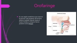 Sistema estomagtonatico | PPTX