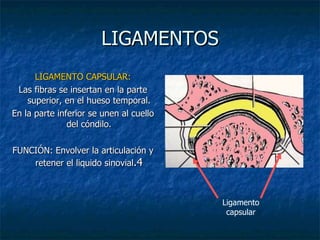 Sistema estomatognatico | PPT