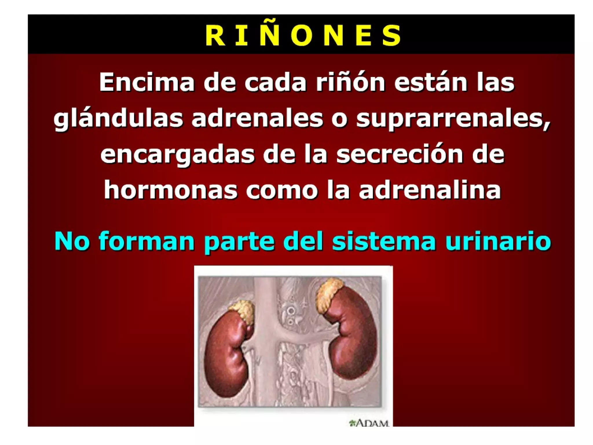Sistema Excretor Ppt