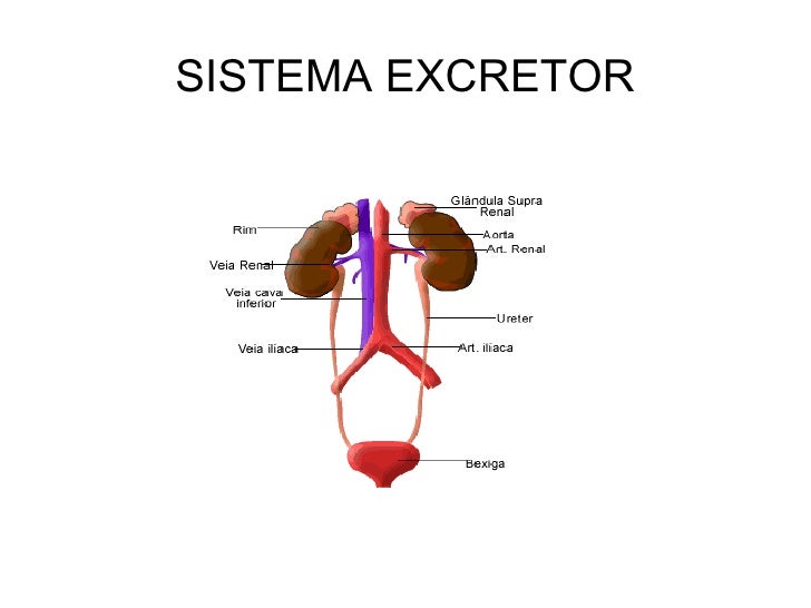 Sistema Excretor Humano Con Sus Partes Sistema Excretor Ieta