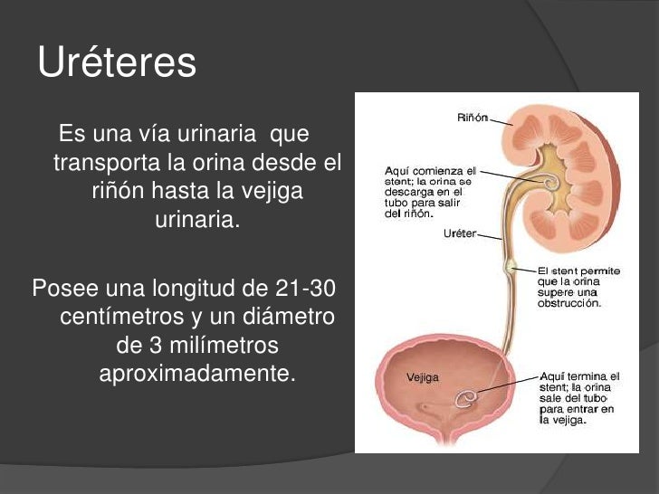 Ureteres Funcion