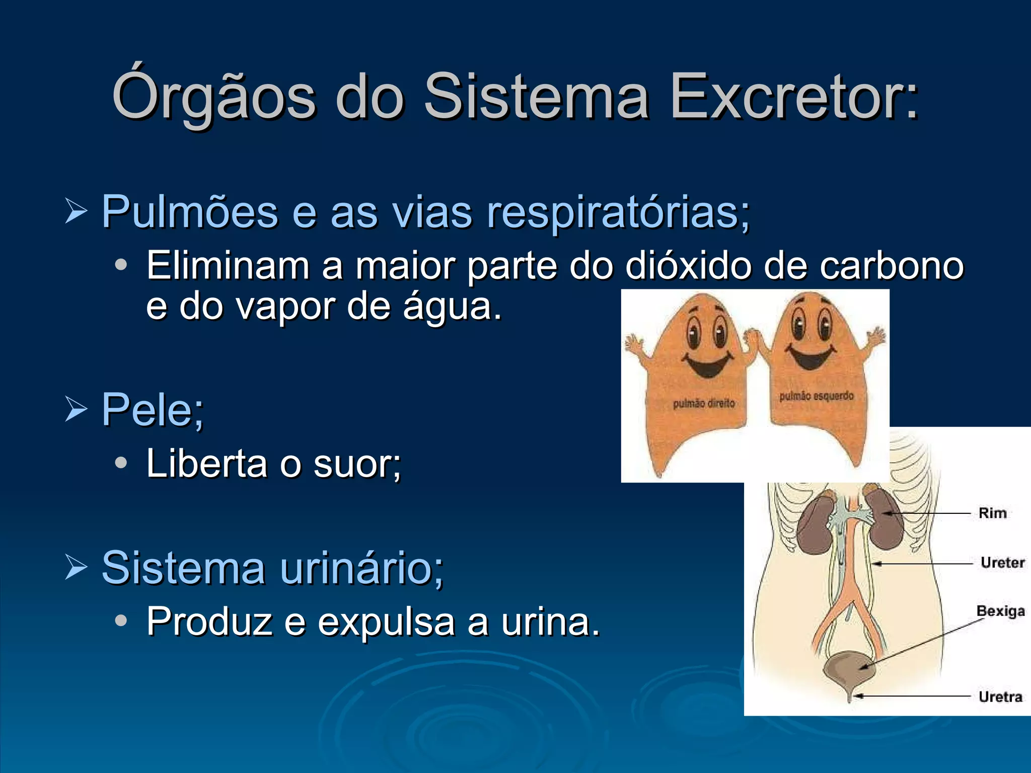Sistema excretor | PPT