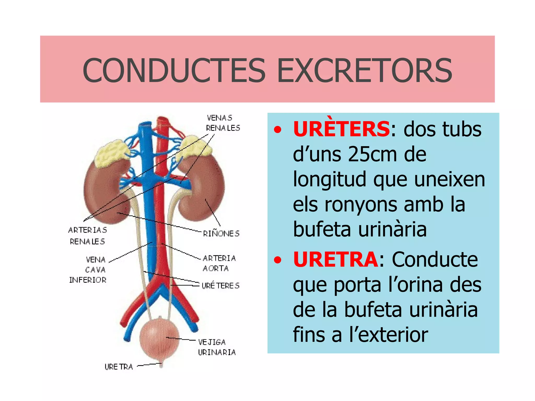 Sistema excretor | PPT