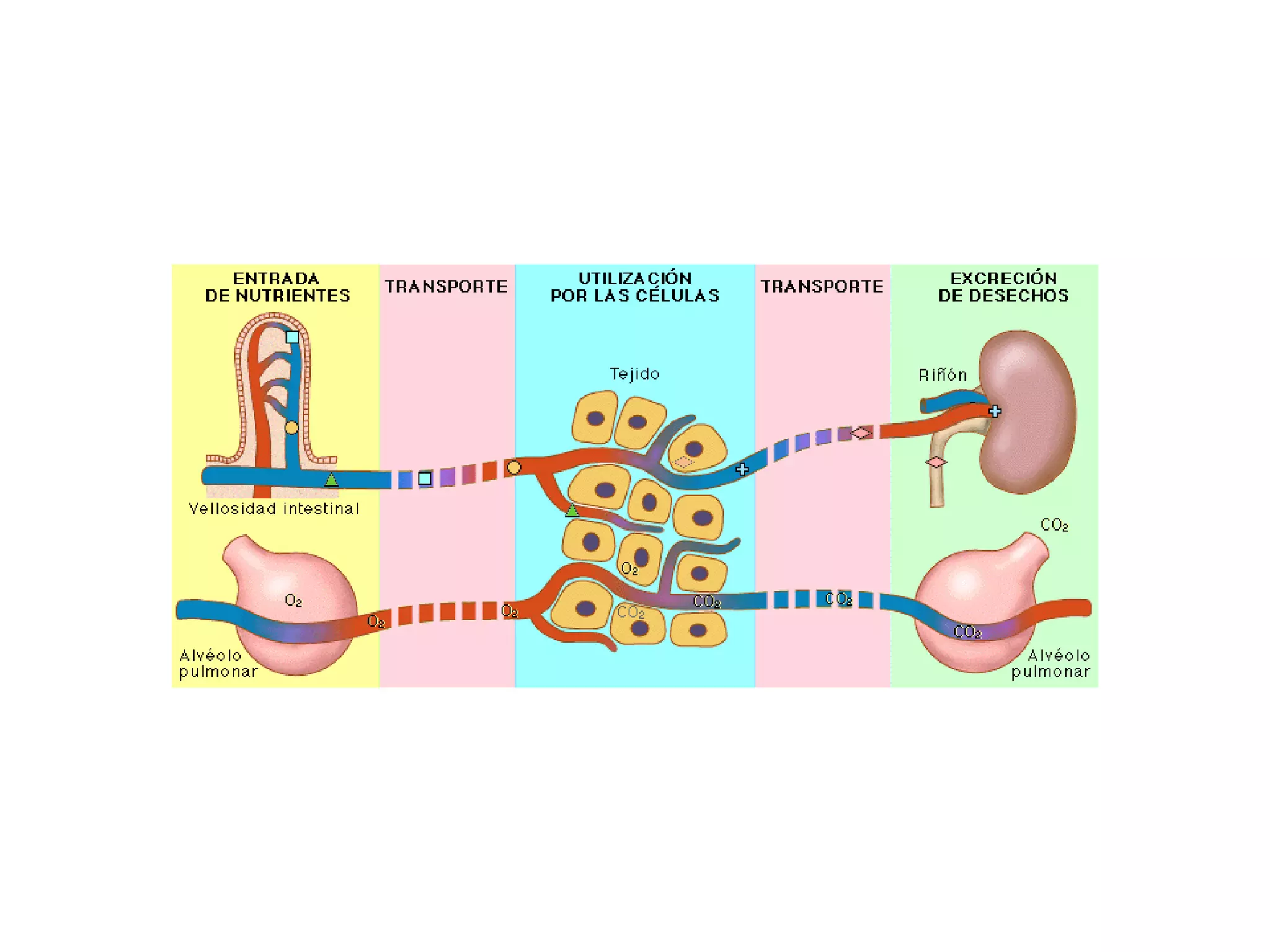 Sistema Excretor Ppt