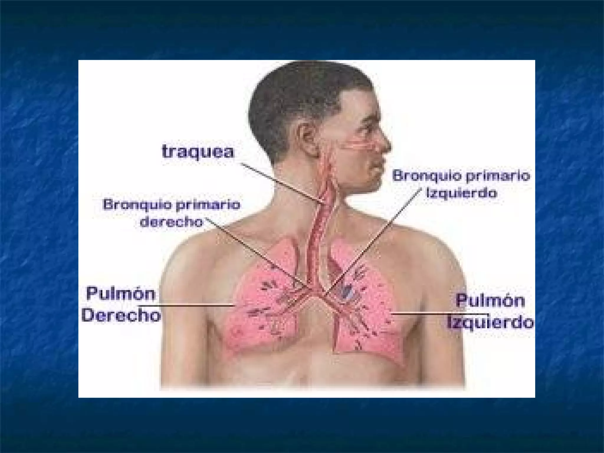Sistema Excretor Ppt