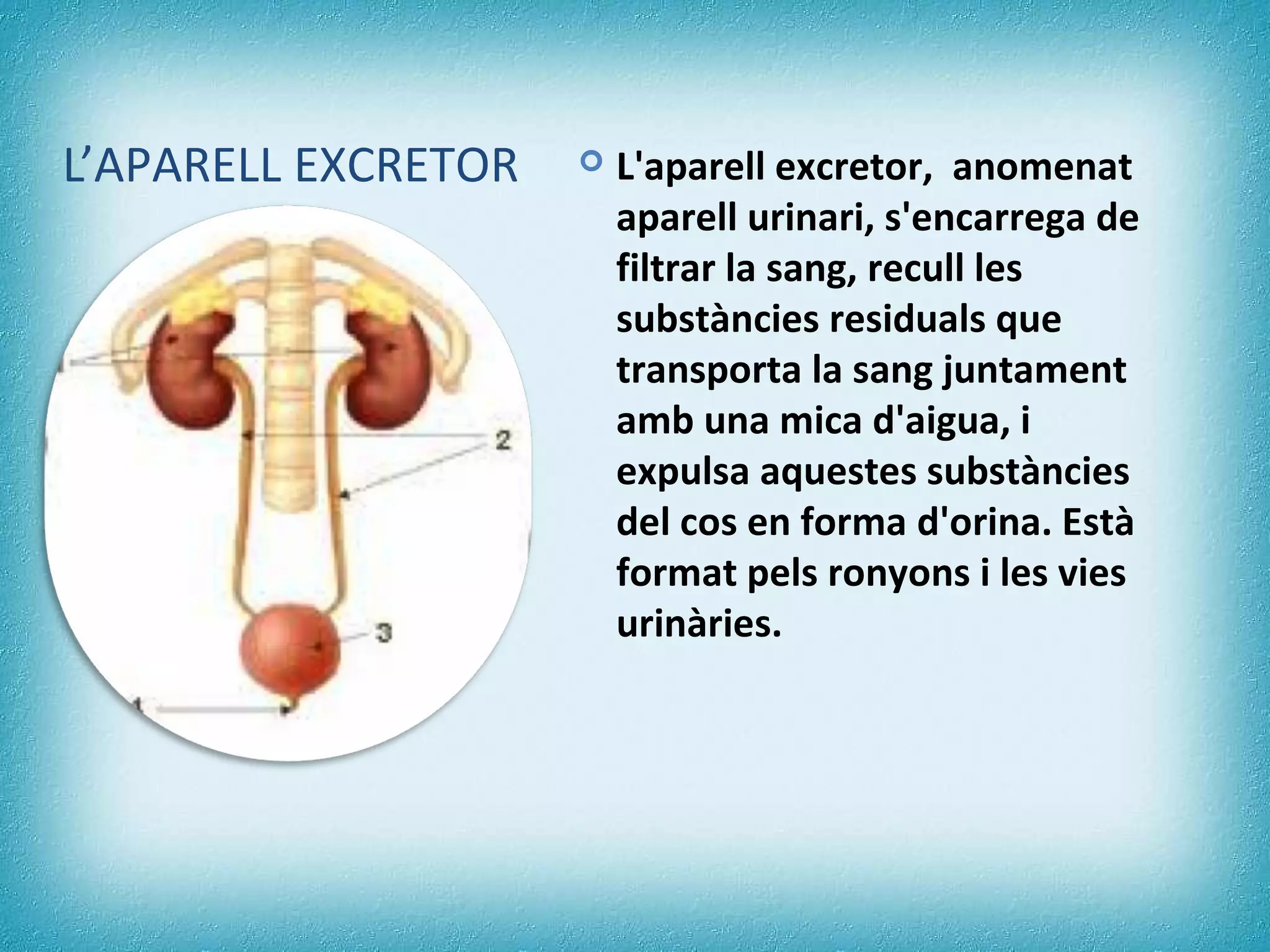 Aparell excretor | PPT