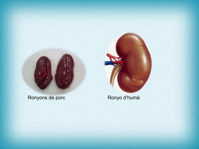 Aparell excretor | PPT