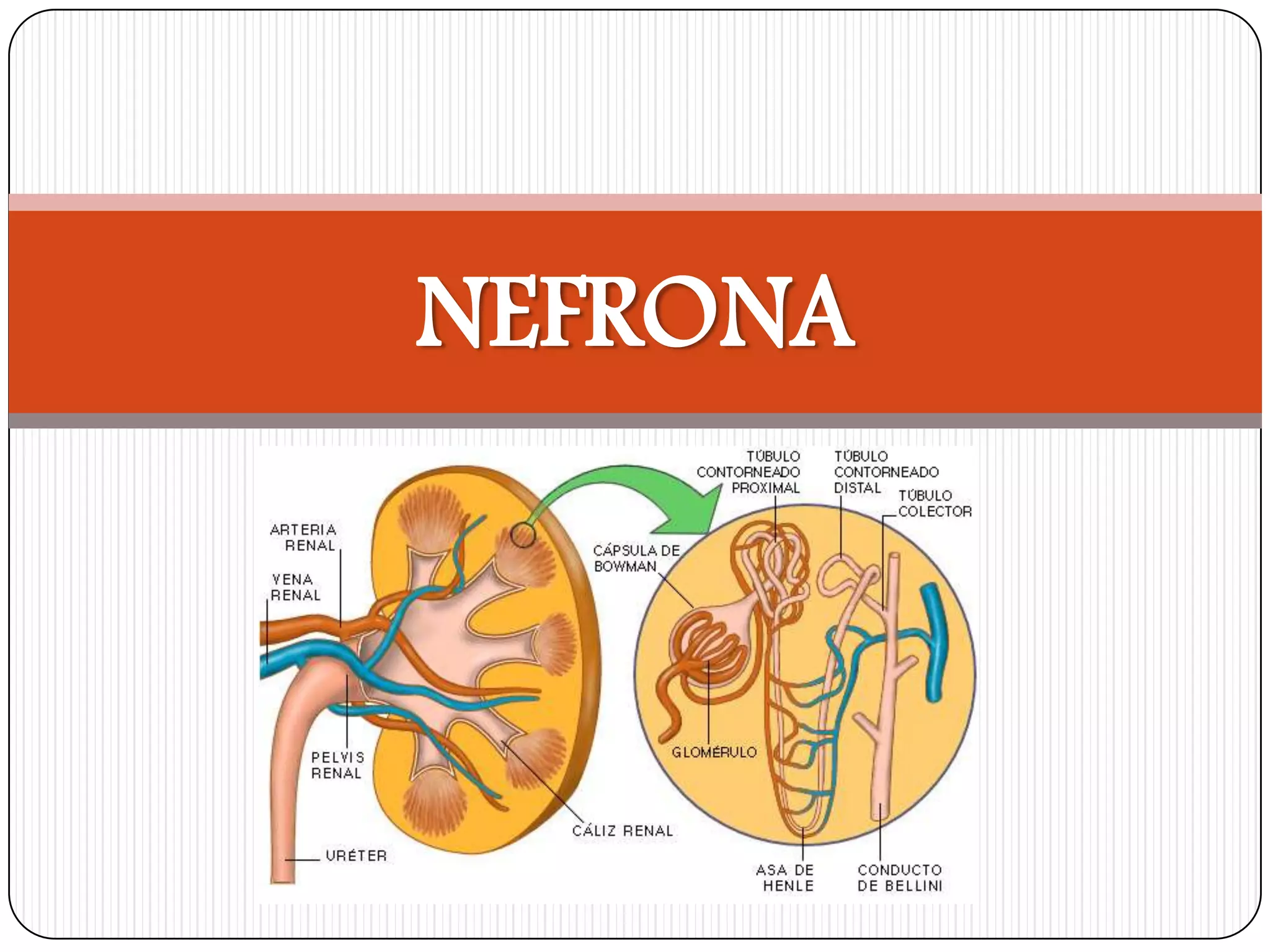 Sistema Excretor Ppt