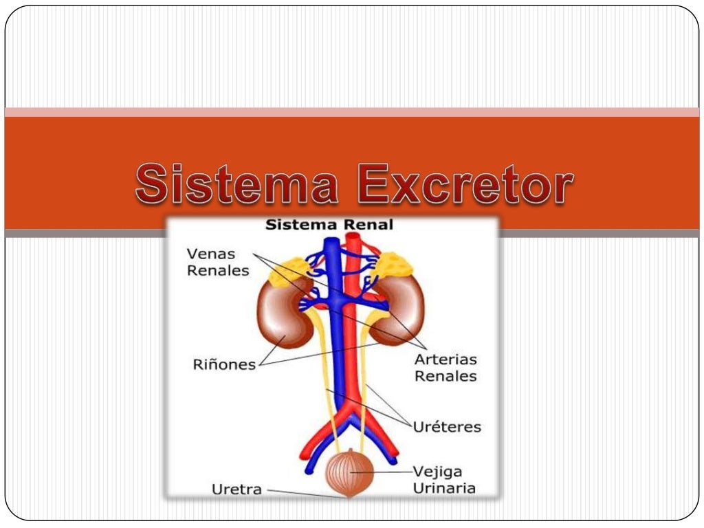 Sistema excretor