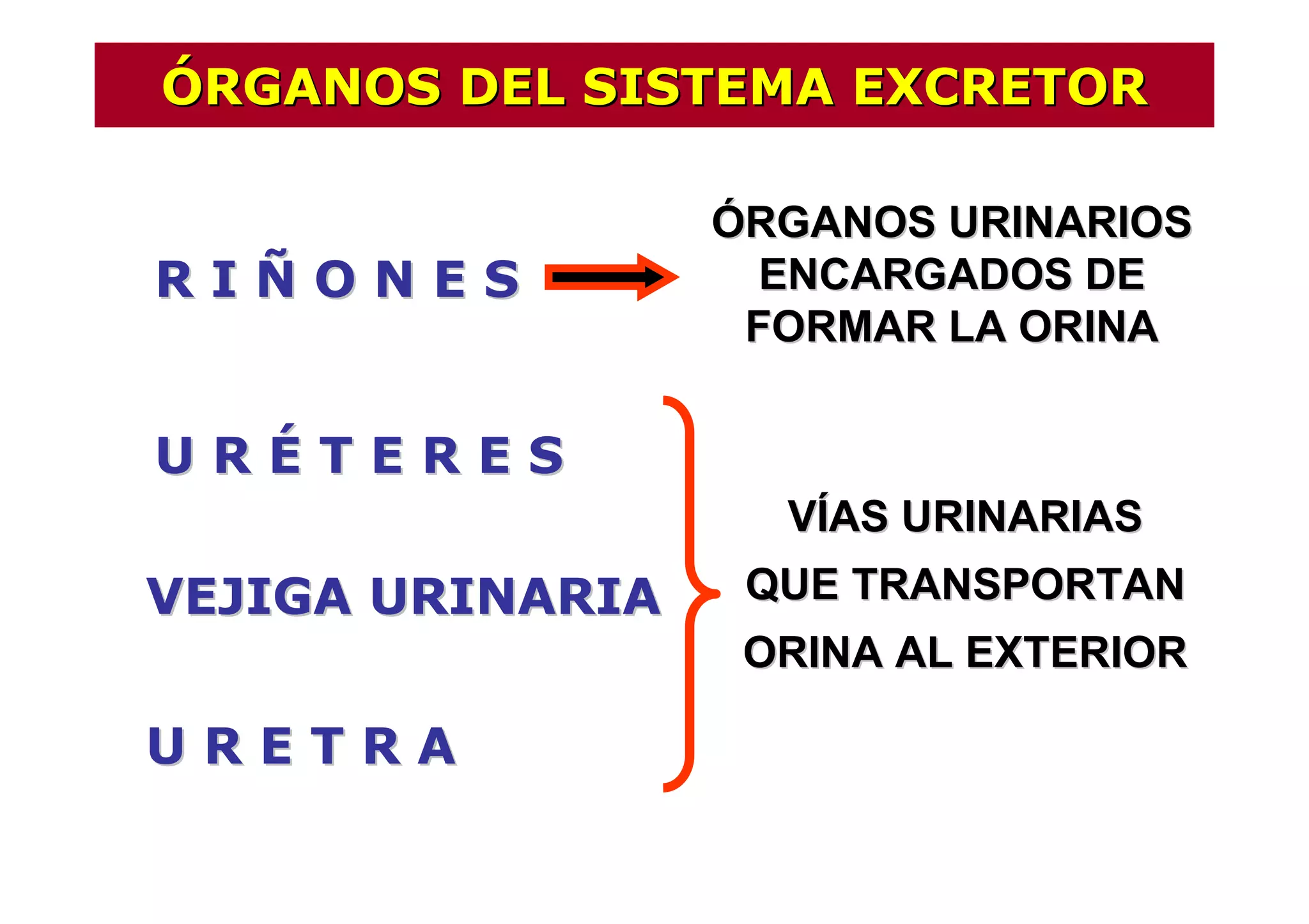 Sistema Excretor Prof Verónica Rosso Ppt