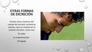 Aparato excretor | PPTX