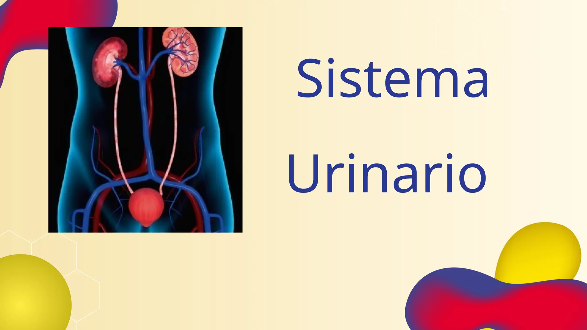 presentación del sistema excretor para niños.pptx