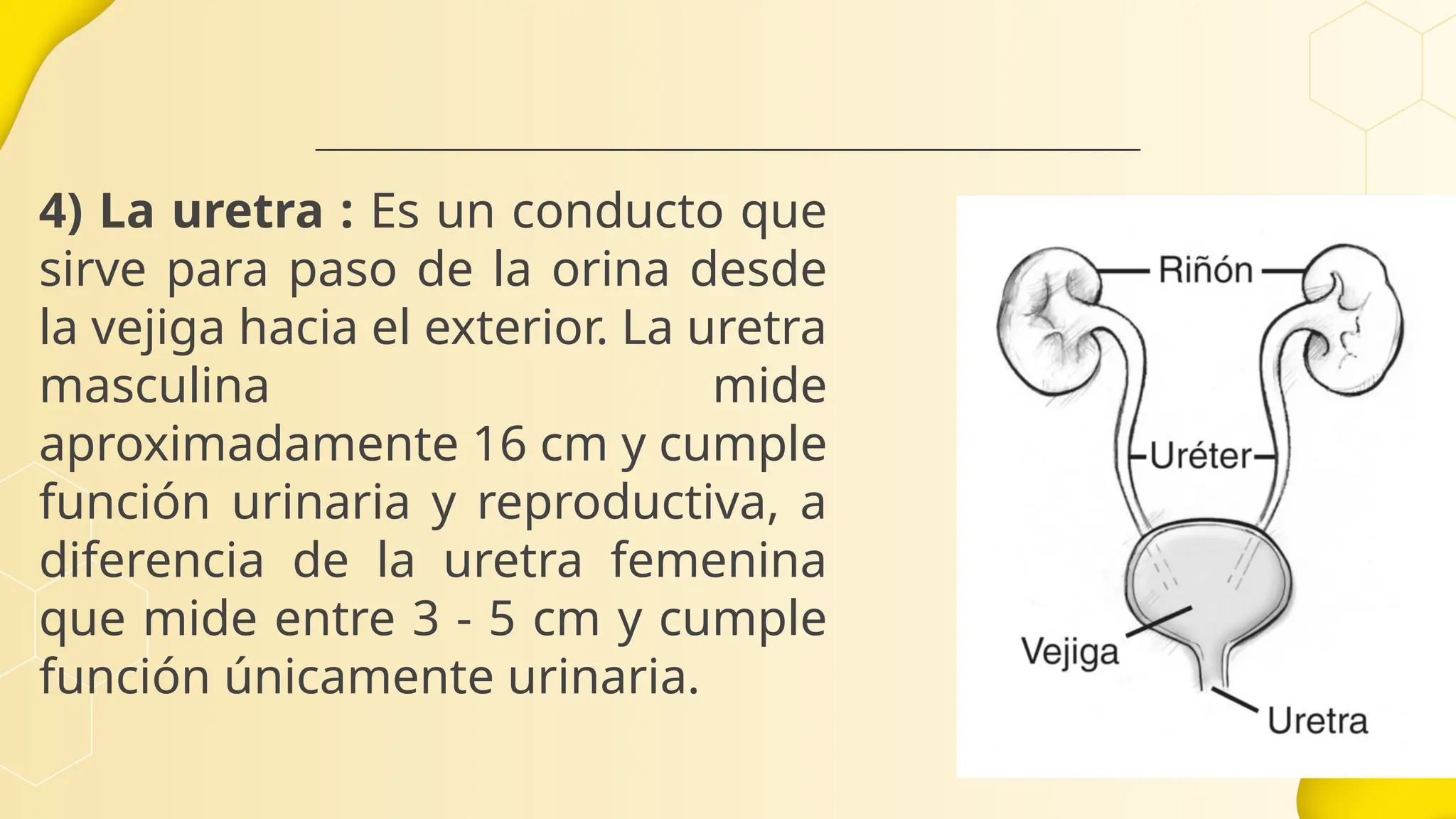 presentación del sistema excretor para niños.pptx