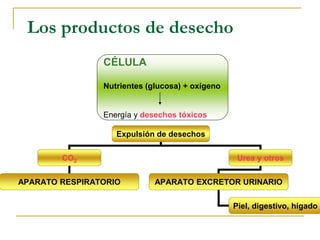 Sistema excretor clase 8 | PPT