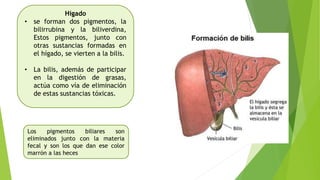 Sistema excretor de los mamíferos | PPTX
