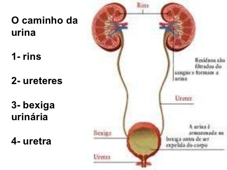 Sistema excretor e osmorregulador