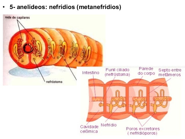 Sistema excretor e osmorregulador