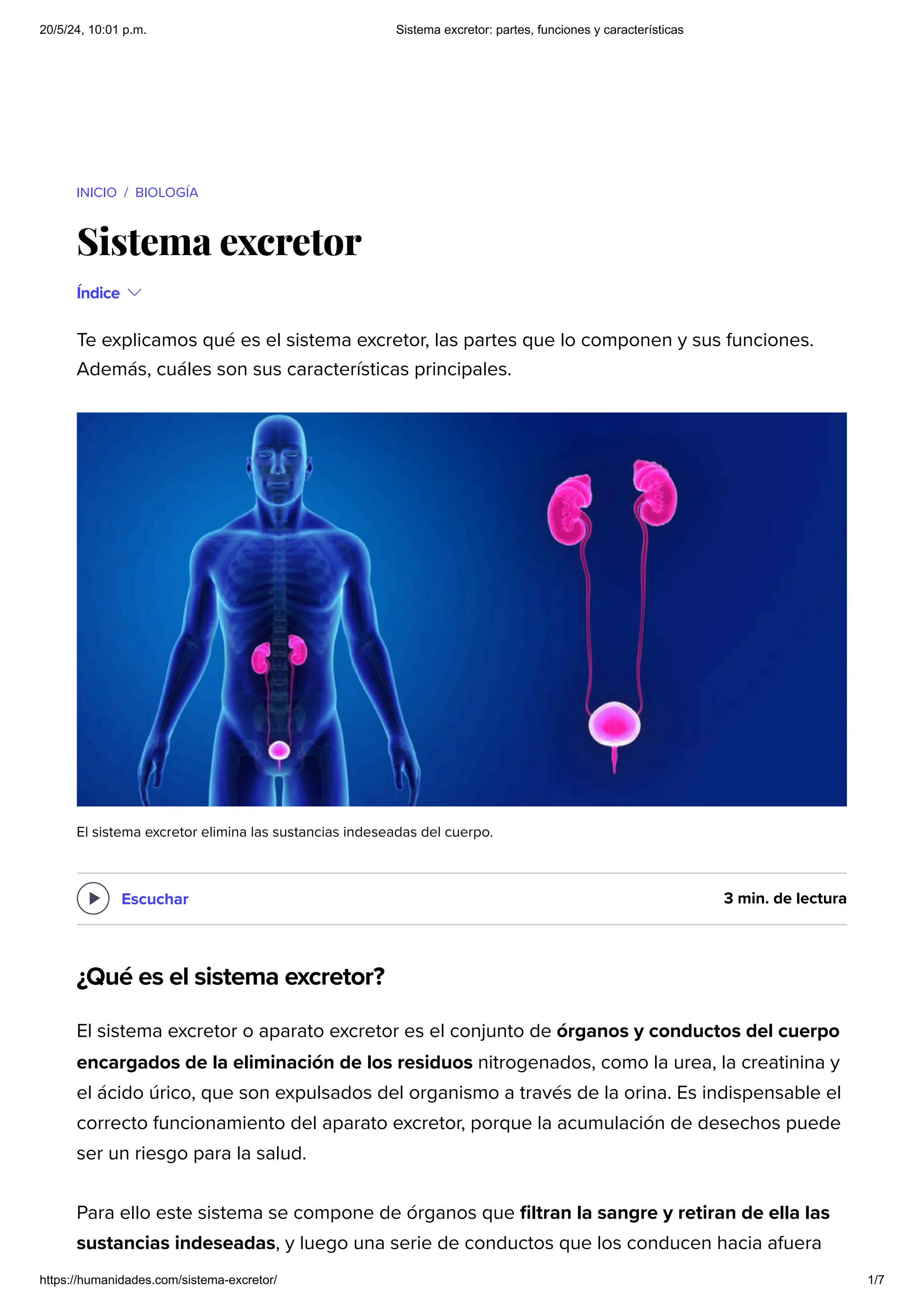 Sistema Excretor Partes Funciones Y Característicaspdf