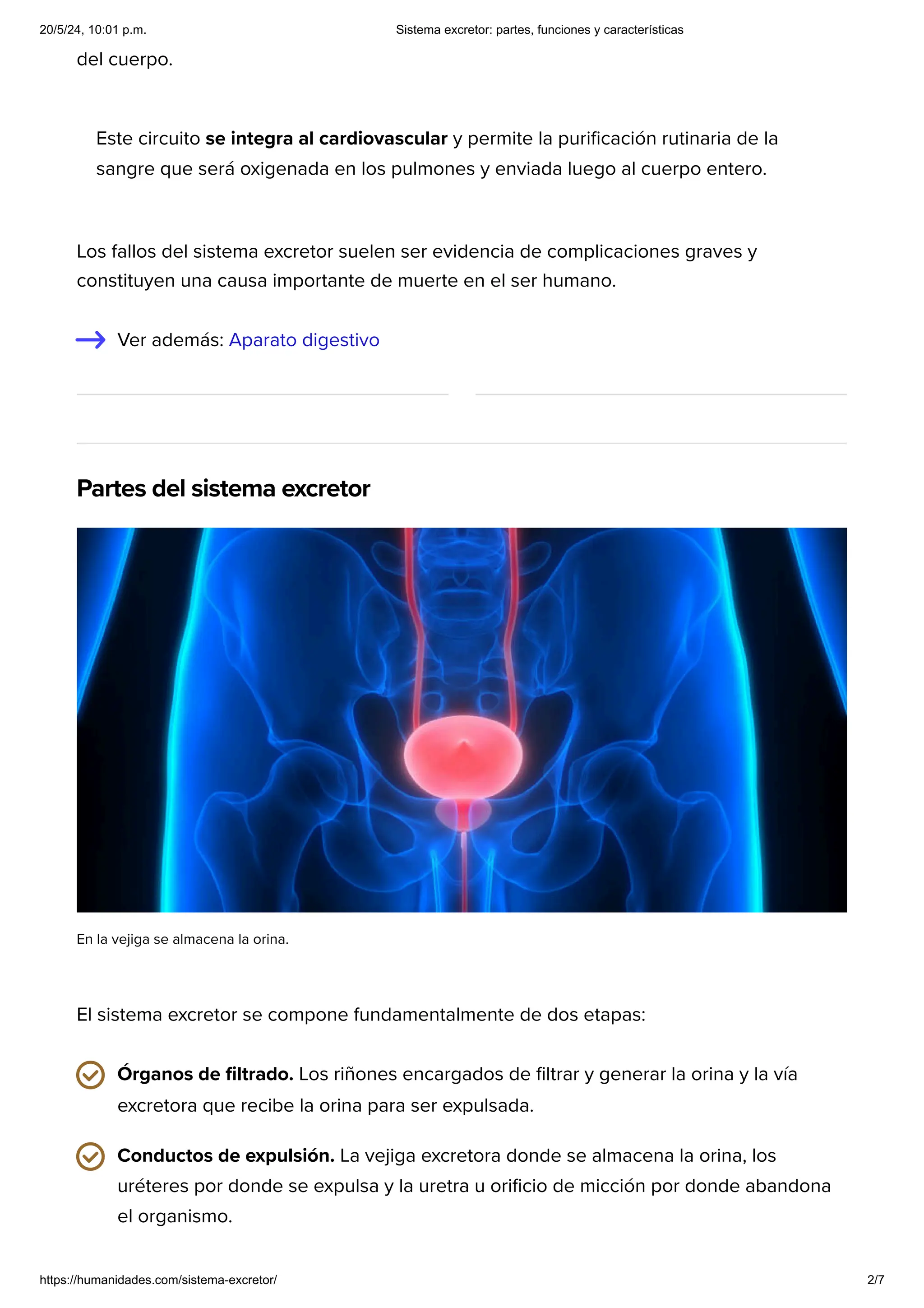 Sistema Excretor Partes Funciones Y Característicaspdf