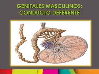 Sistema excretor y sistema reproductor masculino | PPT