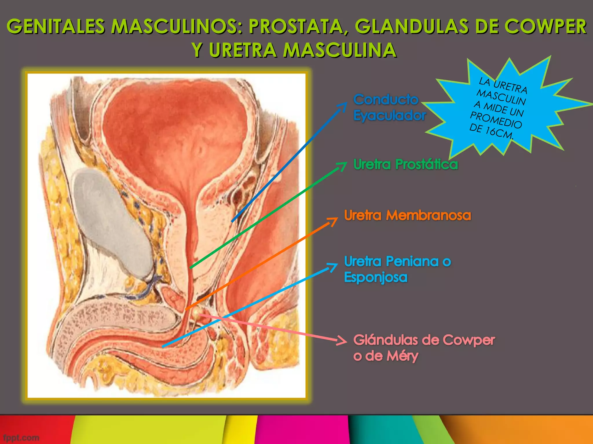 Sistema Excretor Y Sistema Reproductor Masculino Ppt
