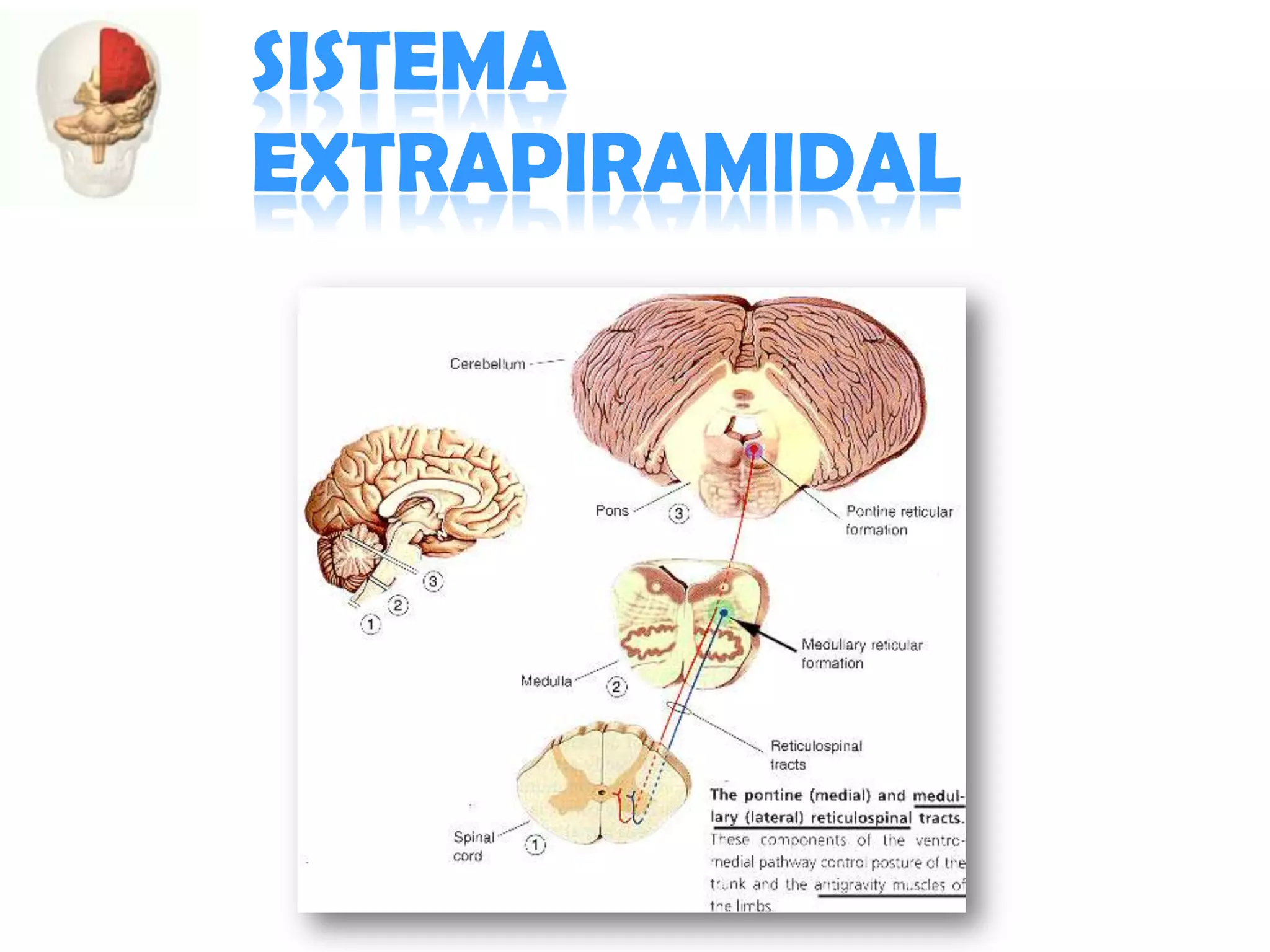 Sistema extrapiramidal | PPTX