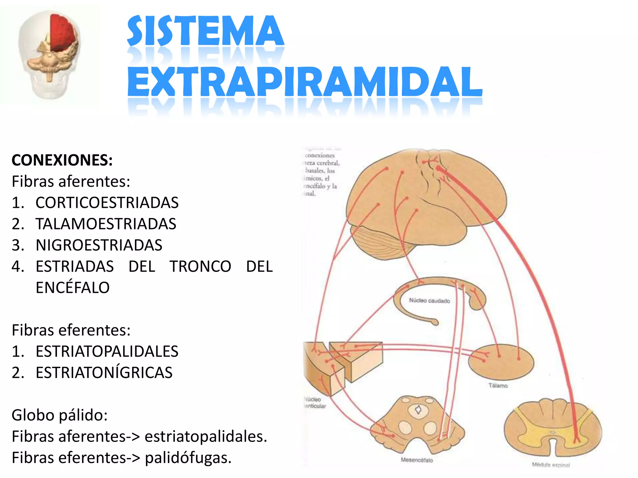 Sistema extrapiramidal | PPTX