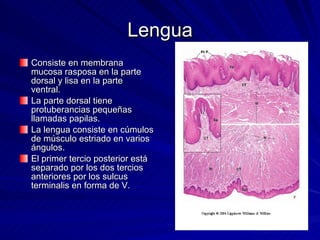 Sistema gastrointestinal | PPT